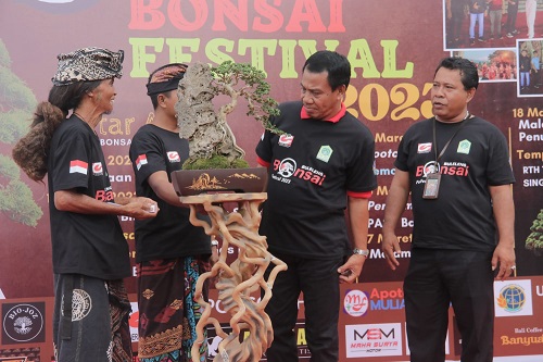 Hut Kota Singaraja Ke 419 313 Peserta Ikuti Buleleng Bonsai Festival
